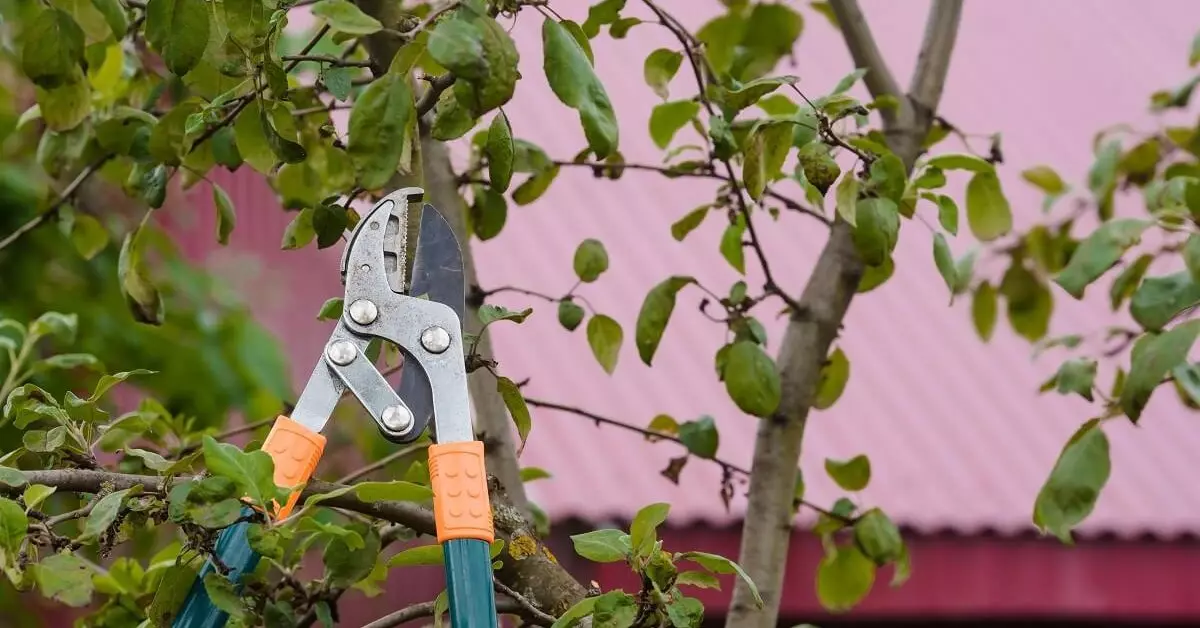 Kalender trimmen Obstbäume