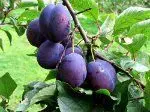 Calendar Trimming fruit trees 10298_10