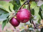 Calendar Trimming fruit trees 10298_12