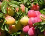 Calendar Trimming Fruit Trees. 10298_6