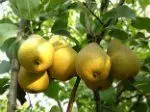 Calendar Trimming Fruit Trees. 10298_8