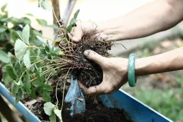 Consegna Bush Fragole.