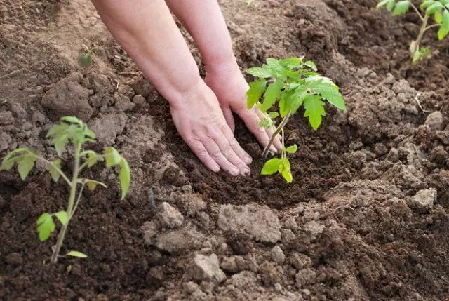 Dida awọn tomati irugbin ni ilẹ