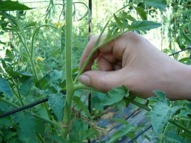 Měking tomatov.