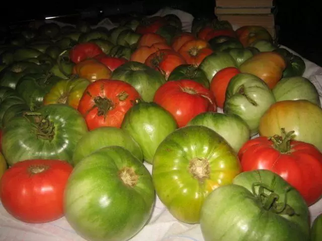 Tomates de stockage