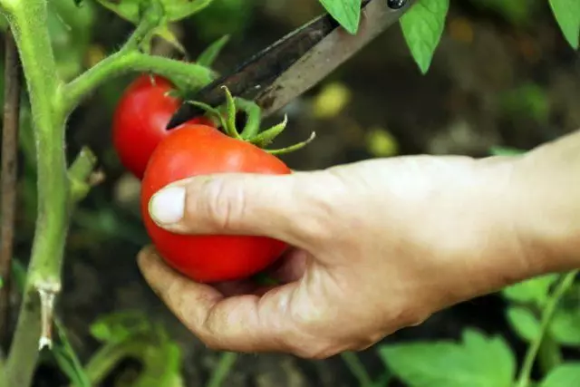 Tomato li ser şaxek