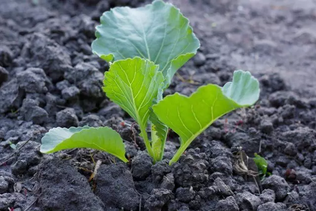 Batan-ong Cabbage