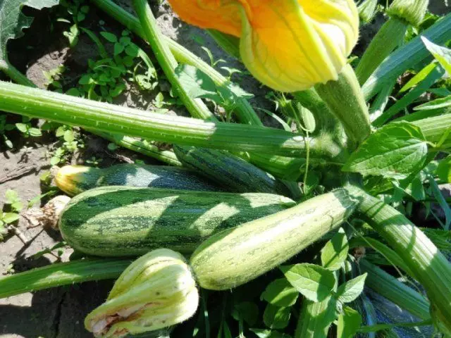 Zucchini ar ghairdín