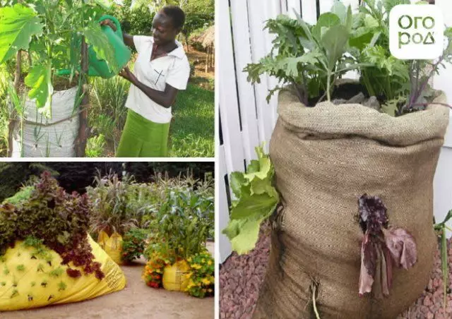 Jardim Africano em sacos