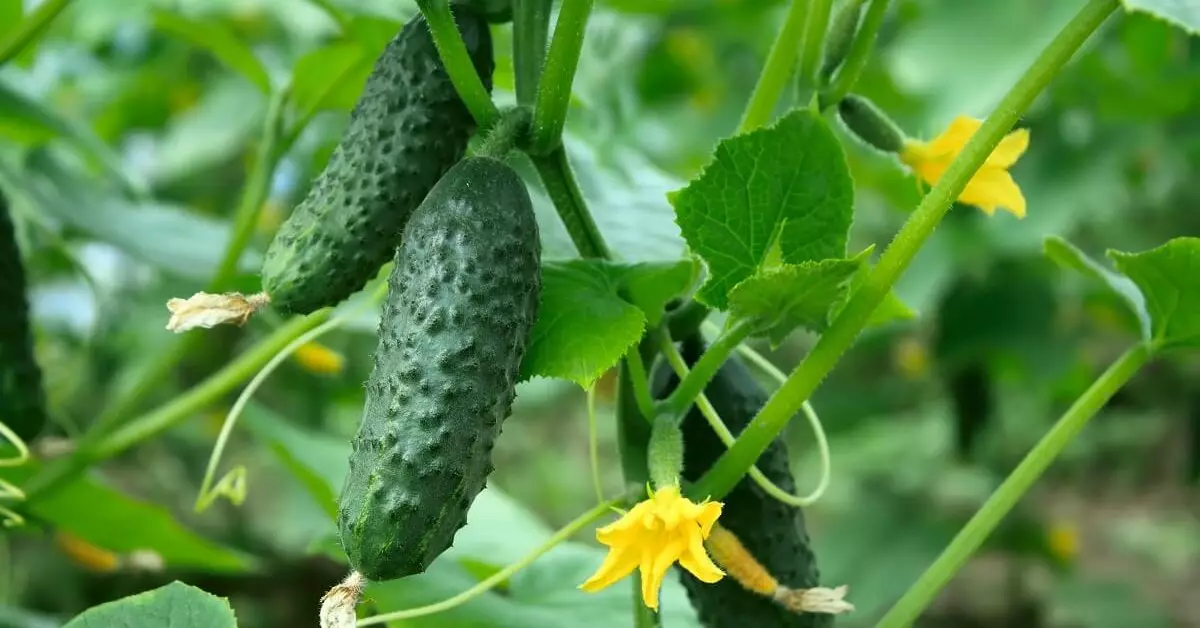 Do que alimentar pepinos para um bom crescimento