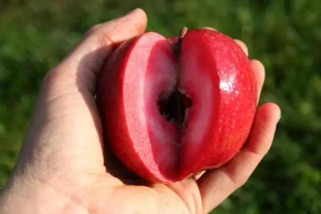 Varietà di Tomatov Sirena