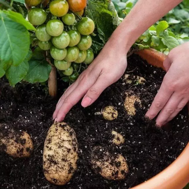 Scavando le patate