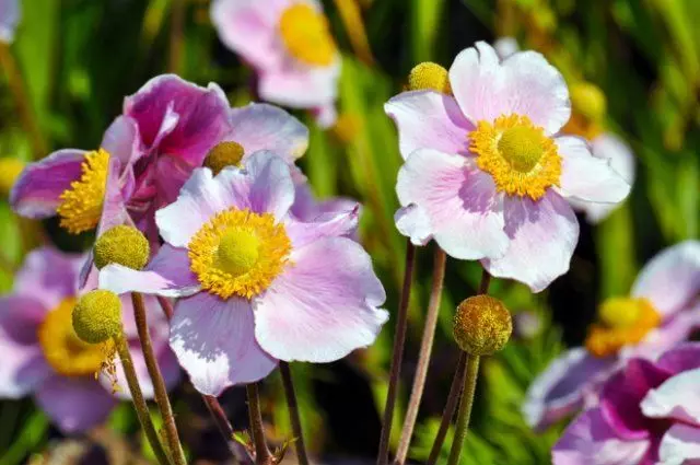 Japoney anemone Anarana iombonana