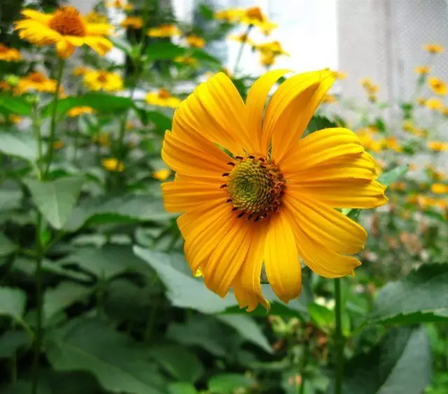 Rudbeckia.