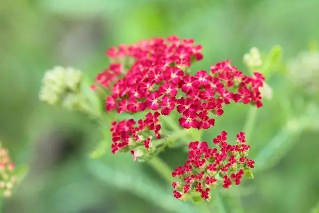 Yarrow.