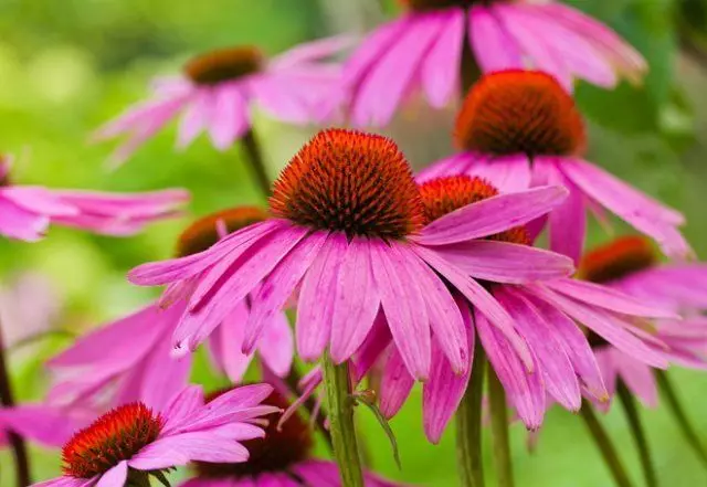 Ecchinacea