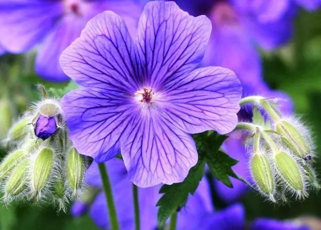 Gorgeous geranium