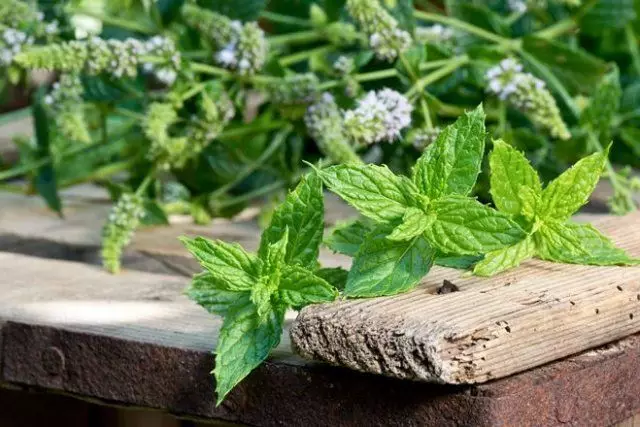 Godhong mint digunakake ing obat-obatan rakyat - kanggo perawatan akeh penyakit