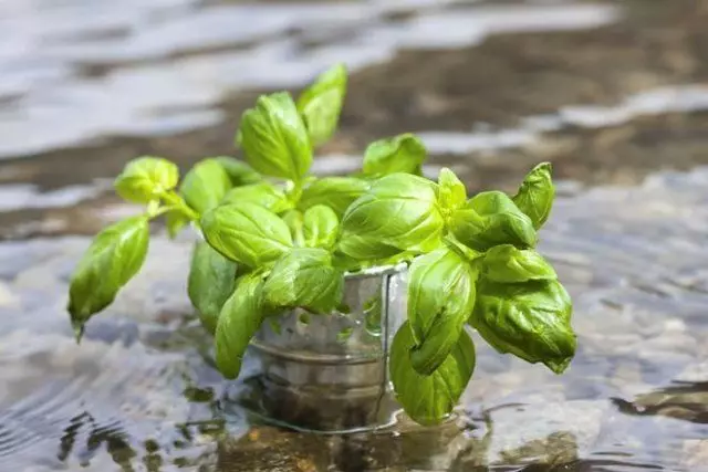 Basilicum in combinatie met rozemarijn ziet eruit als een peper