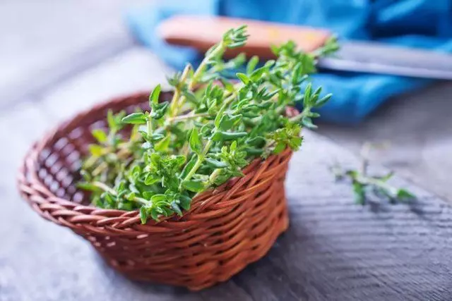 Aangezien de oudheid, werd Tymean vereerd als gras, waardoor niet alleen gezondheid, maar ook het leven