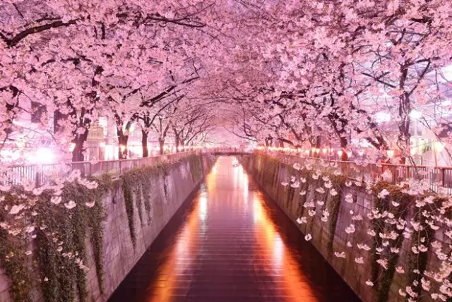 Sakura in Japan