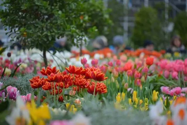 Feriado de primavera e flor