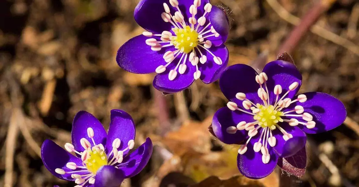 Il fegato - la pianta perfetta per l'ombra e la metà