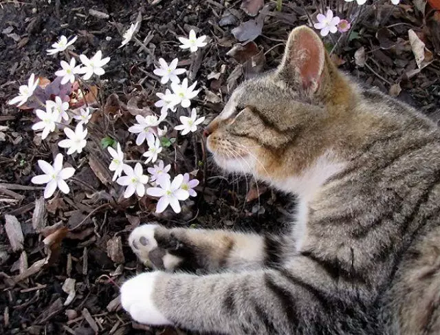 Katt sover nära färgen i levern