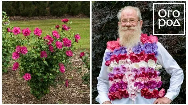 Hibiscus syrian mairer шифон