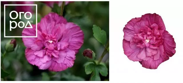 Hibiscus Syriana Majer Chiffon