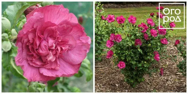 Hibiscus syrisches Majer Chiffon