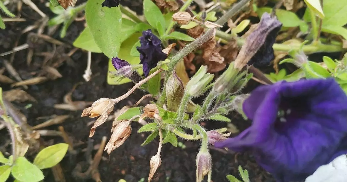 Come raccogliere e salvare le semi di Petunia