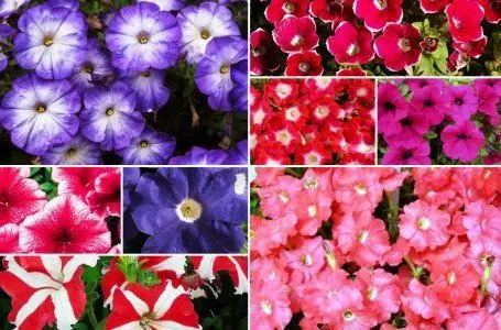 কিভাবে Petunia বীজ সংগ্রহ এবং সংরক্ষণ করুন 10457_1