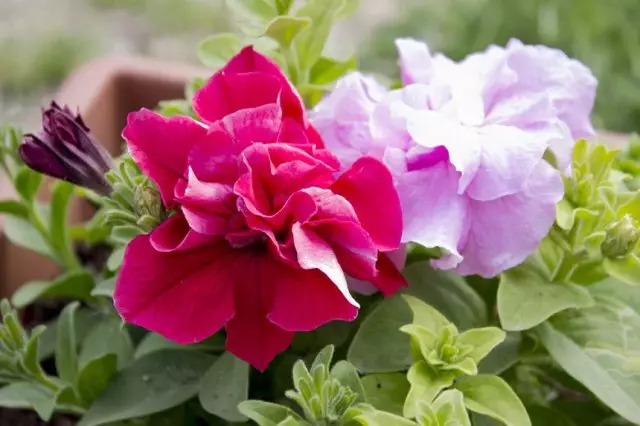 টেরি Petunia.