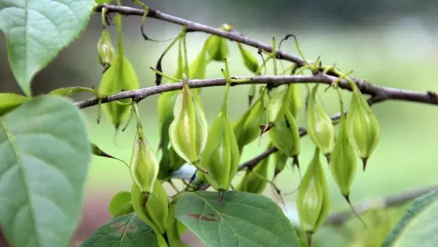 හුදකලා වූ ගසක පලතුරු