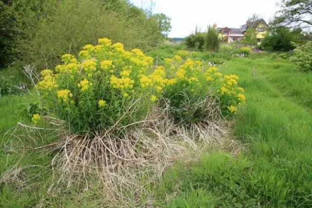 Цуды і таямніцы саду Ноэля Кингсбери 10462_17