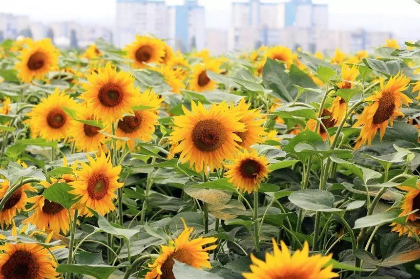 Sunflowers.