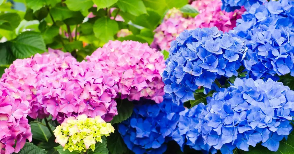 Mengapa hydrangea mengubah warna dan bagaimana untuk mengelakkannya