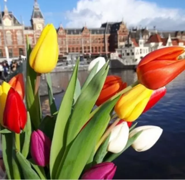 Dutch tulips