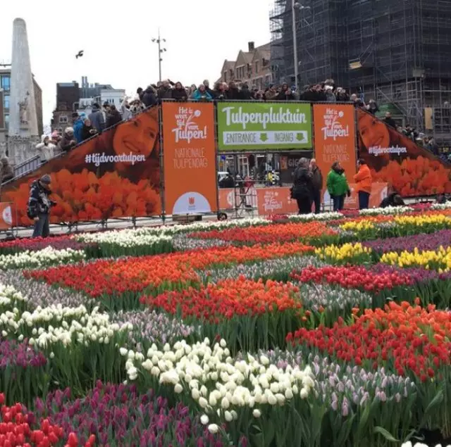 Tulip holiday in Amsterdam