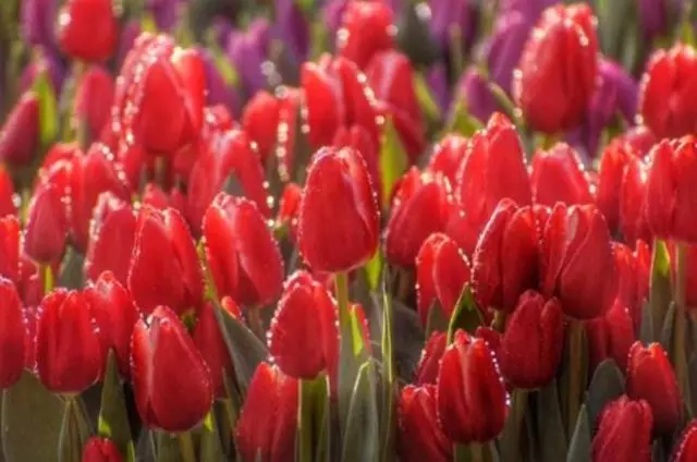 მზარდი tulips