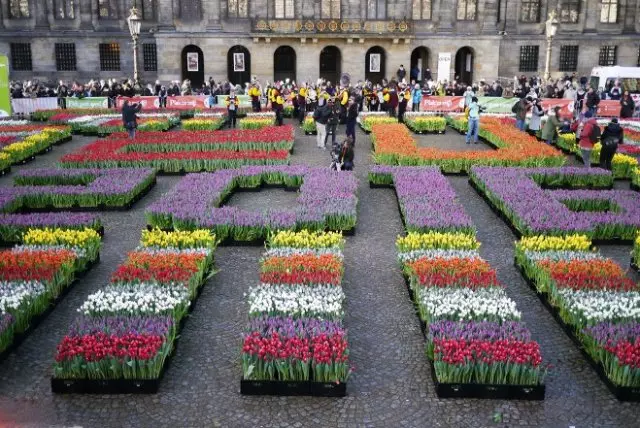 Tulips in Amsterdam