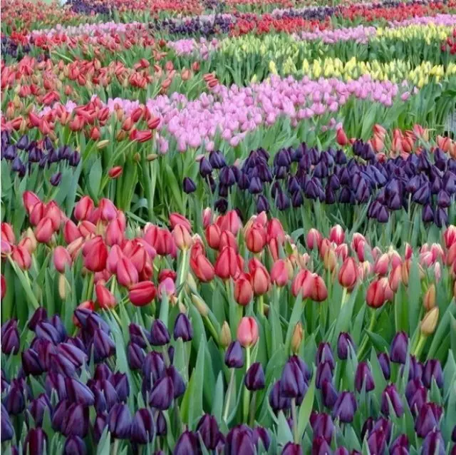 Tulips in holland