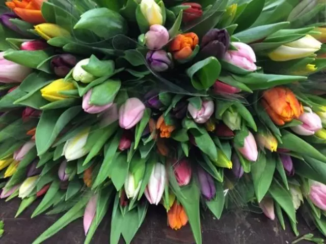 Tulips