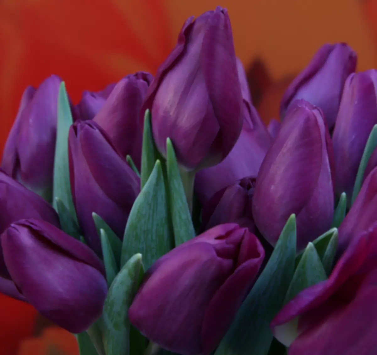 Purple tulips