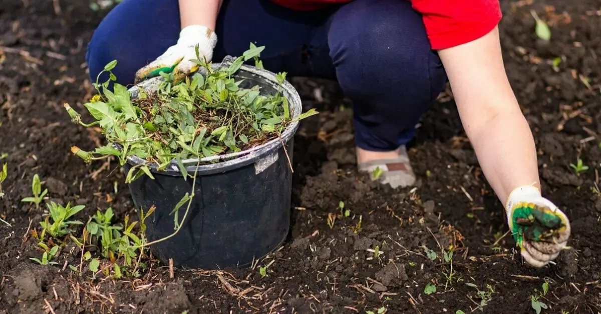 Pourquoi les mauvaises herbes ne peuvent pas être laissées sur les crêtes pour l'hiver