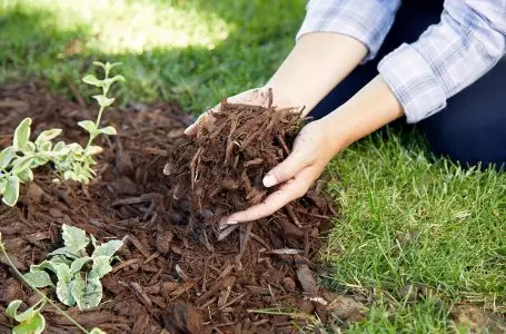 Pourquoi les mauvaises herbes ne peuvent pas être laissées sur les crêtes pour l'hiver 10473_12