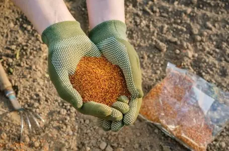 Pourquoi les mauvaises herbes ne peuvent pas être laissées sur les crêtes pour l'hiver 10473_15