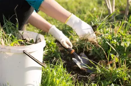 Pourquoi les mauvaises herbes ne peuvent pas être laissées sur les crêtes pour l'hiver 10473_3