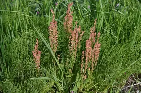 Pourquoi les mauvaises herbes ne peuvent pas être laissées sur les crêtes pour l'hiver 10473_4